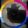 HUNTRIX - video template by CapCut